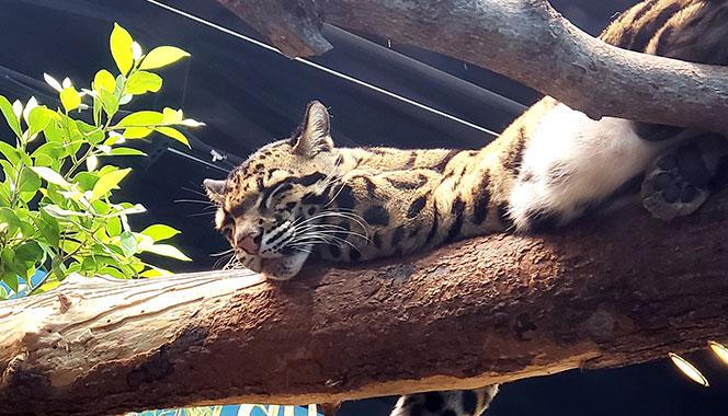 List of Extinct Animals for Kids, Facts about Extinct Animals for ...