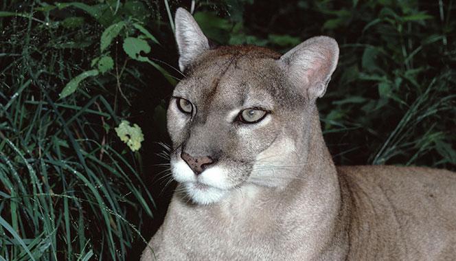 List of Extinct Animals for Kids, Facts about Extinct Animals for ...