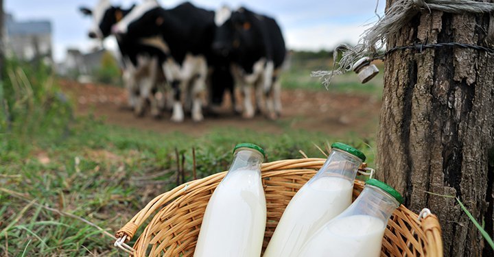 Health Benefits Of Cow Milk For Babies Cow s Milk Side Effects For Health Benefits Of Cow Milk For Babies Cow s Milk Side Effects For
