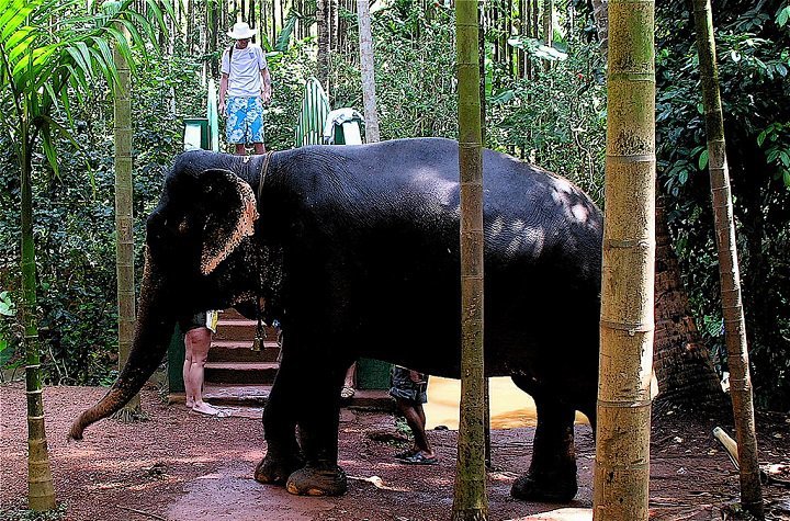 10 Things To Do in Goa with Kids, Activities for Kids in Goa, Places to ...