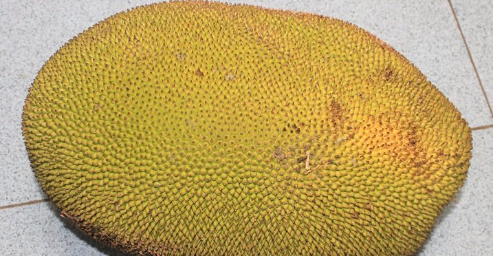 Jackfruit Nutritional Value per 100g, Health Benefits of Jackfruit ...