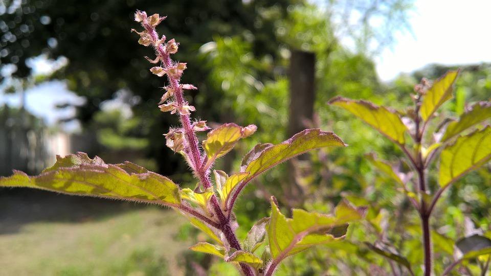 uses of tulsi, Secrets Of The Dark Tulsi, tulsi leaves benefits and uses