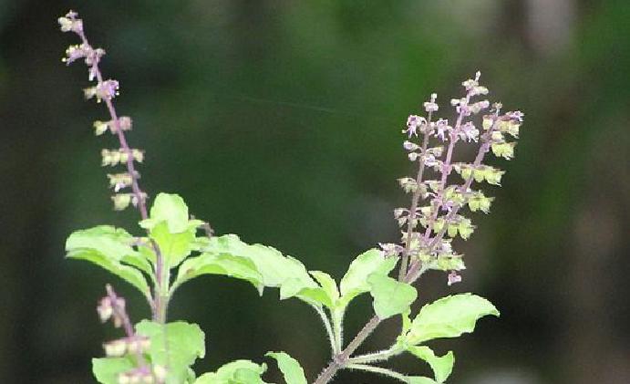 Home Remedy for Tonsils in Children, Natural Remedies for Tonsillitis ...